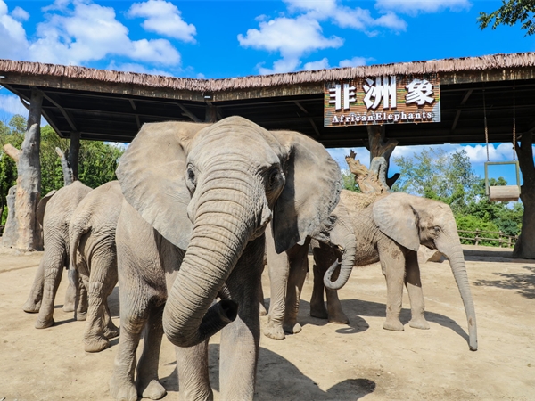 Shanghai Wild Animal Park-The Official Shanghai China Travel Website